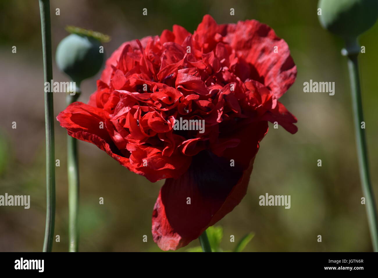 Papaver somniferum, red Stock Photo - Alamy