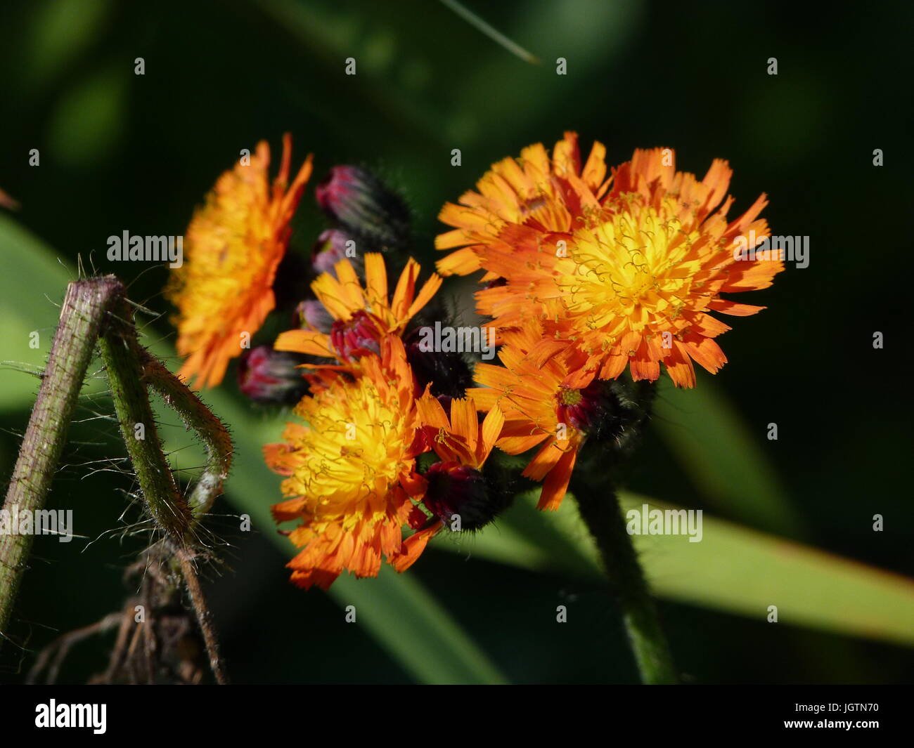 Hawk weed hi-res stock photography and images - Alamy
