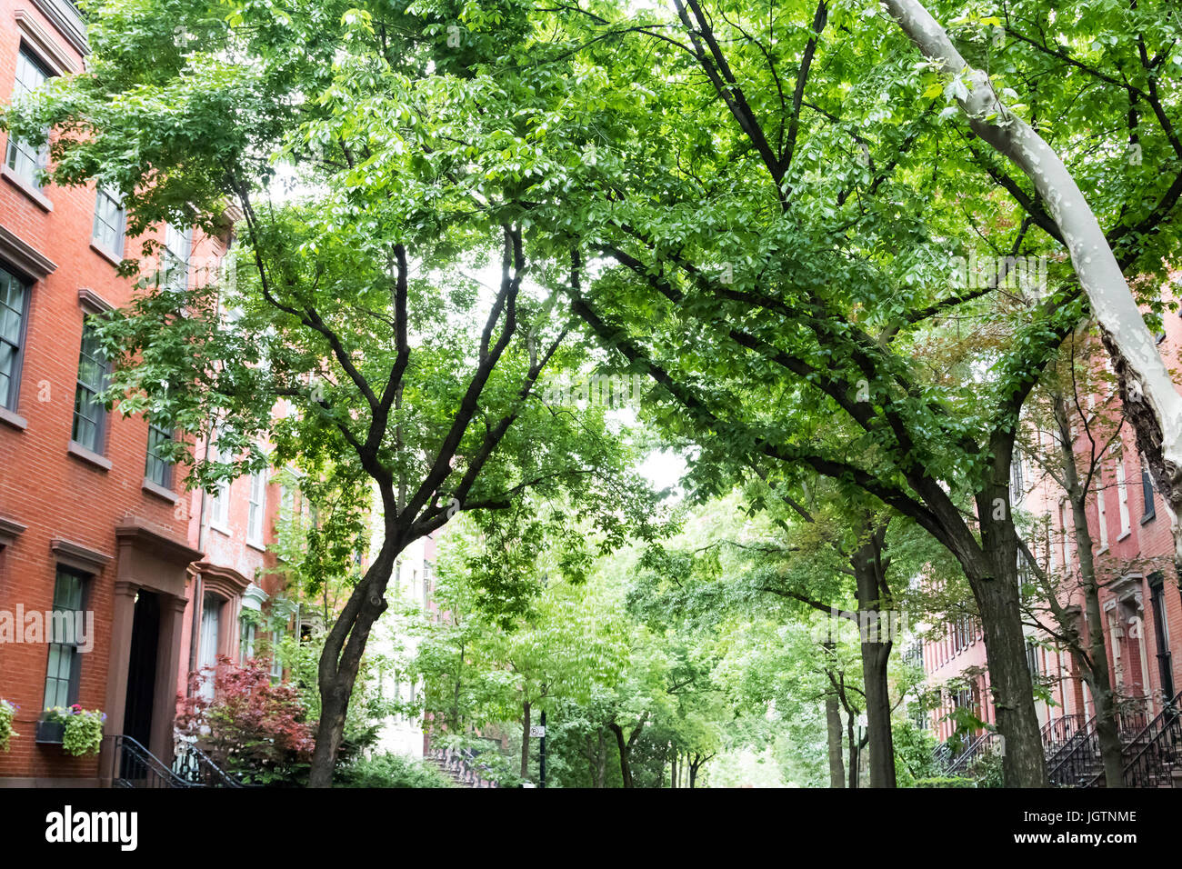 Neighborhood tree canopy High Resolution Stock Photography and Images ...