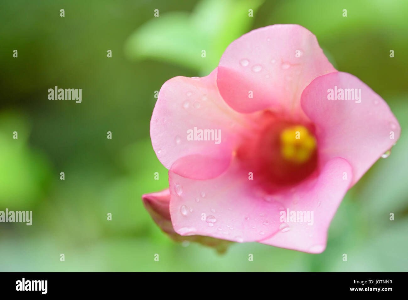 Pink Flower petal Stock Photo - Alamy
