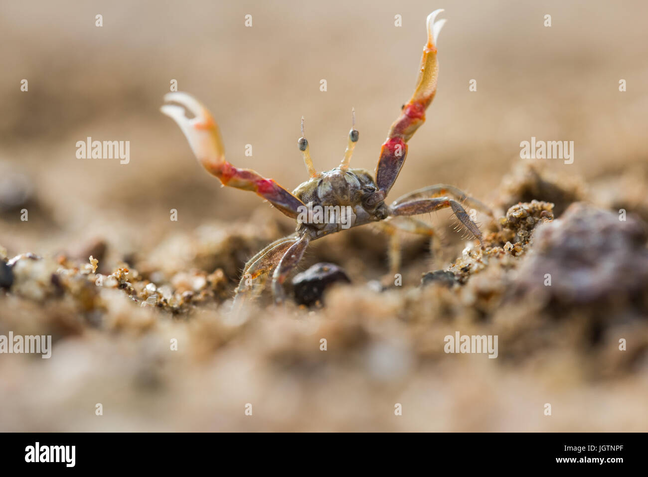 Hermit crab no shell hi-res stock photography and images - Alamy