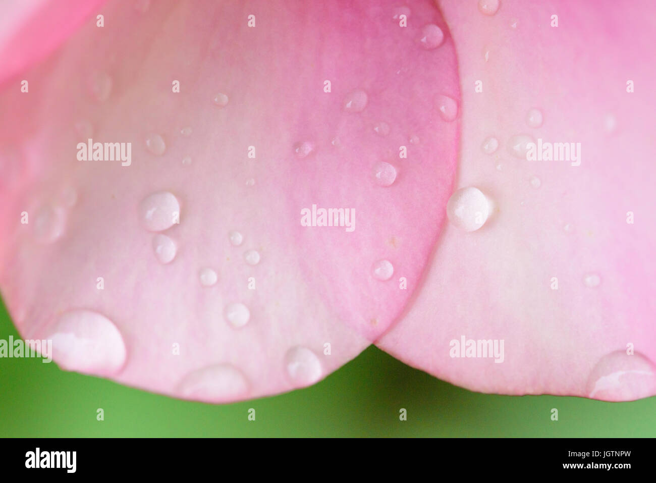 Pink Flower petal Stock Photo - Alamy