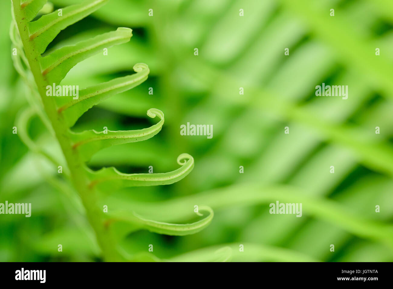 Curly hair contrasts hi-res stock photography and images - Alamy