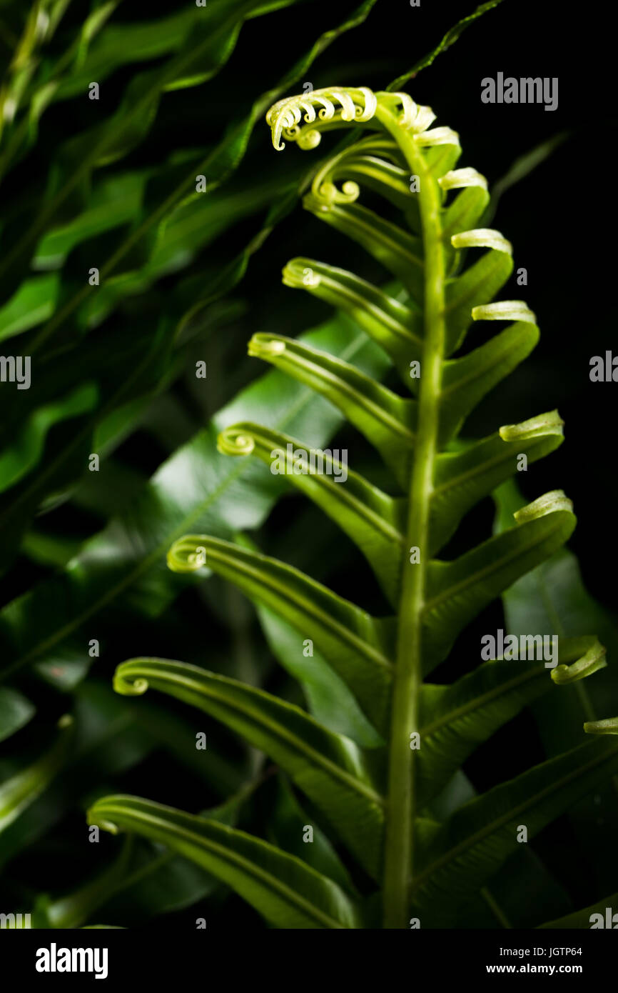 Curled maple leaf hi-res stock photography and images - Alamy