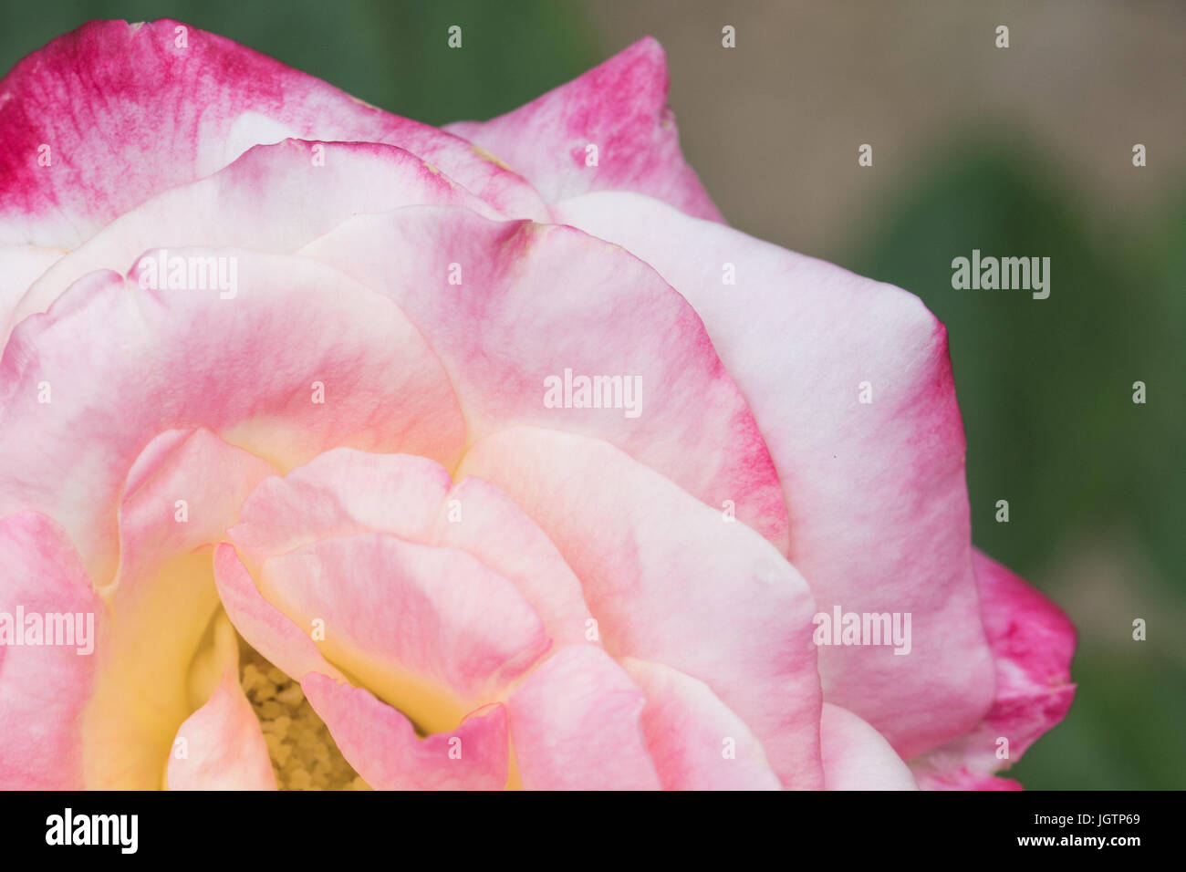 Pink Flower petal Stock Photo - Alamy