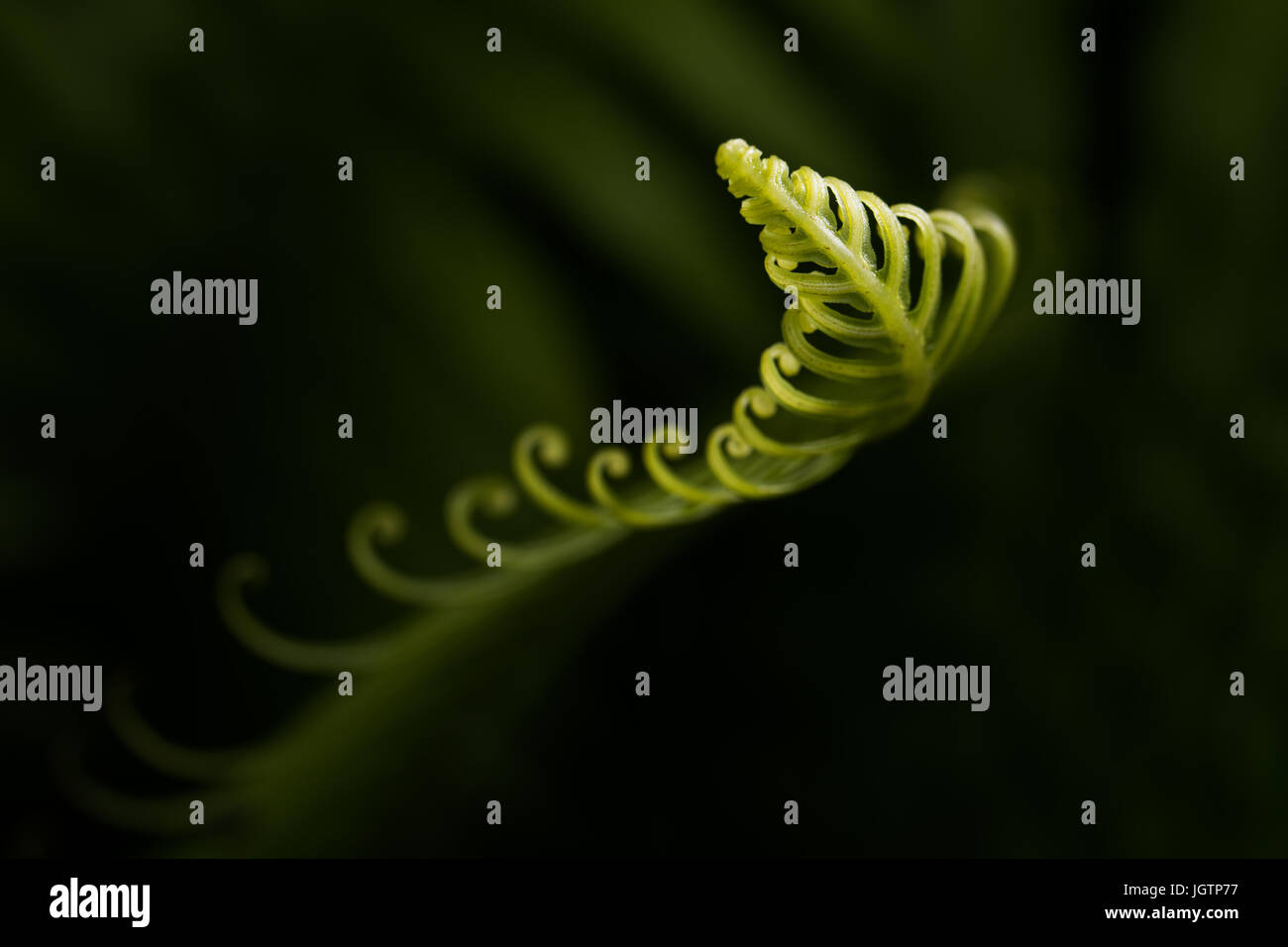 Curled maple leaf hi-res stock photography and images - Alamy