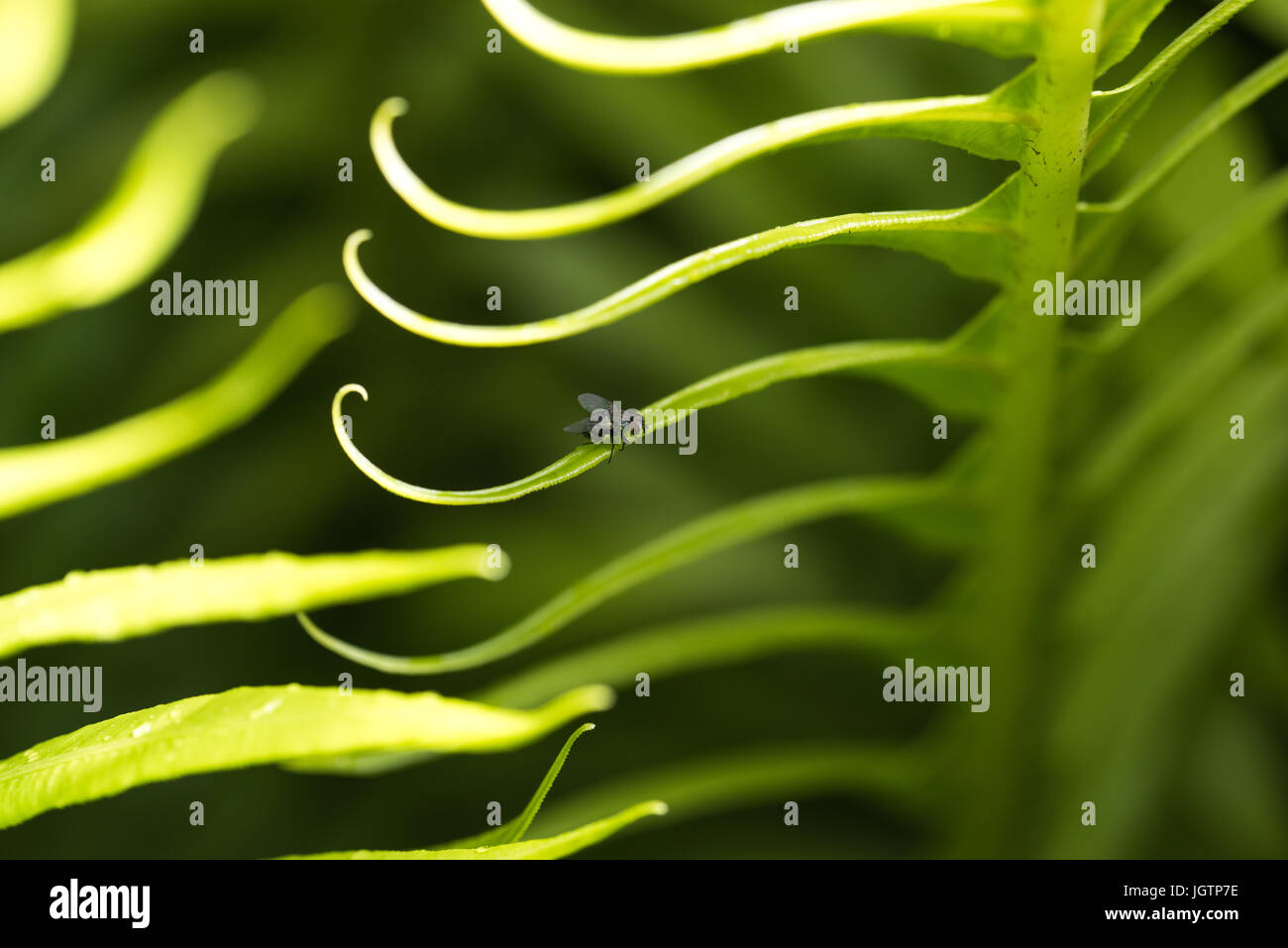 Outdoor Leaf with fly Stock Photo - Alamy