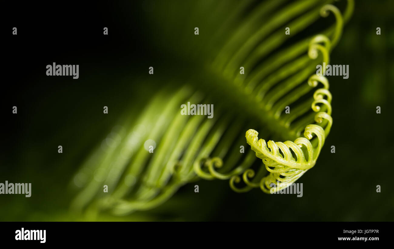 Curled leaf hi-res stock photography and images - Alamy