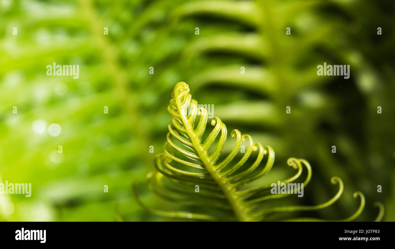 Curly hair contrasts hi-res stock photography and images - Alamy