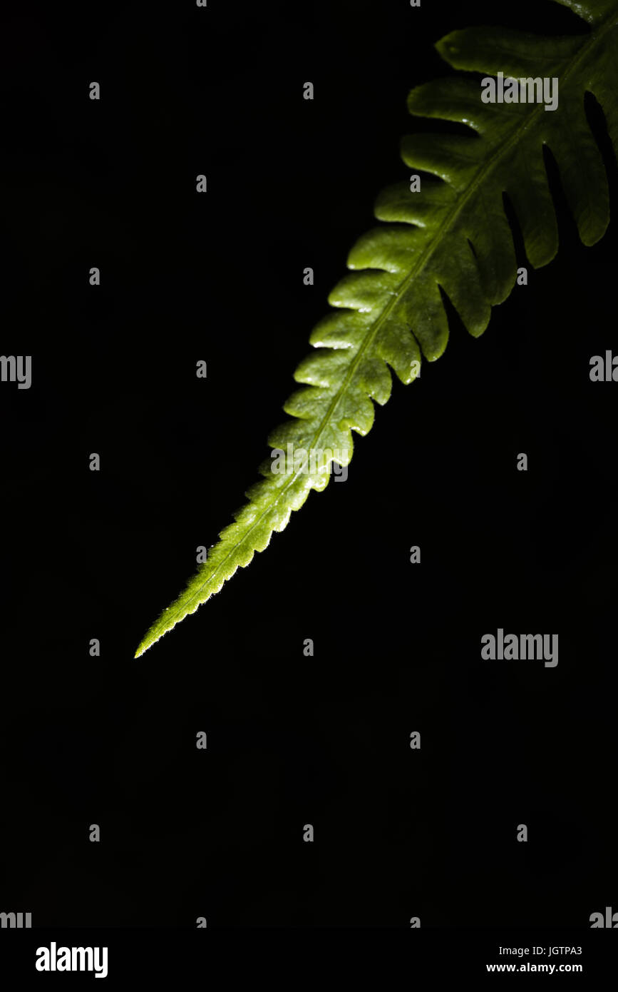 Vertical leaf pattern hi-res stock photography and images - Alamy