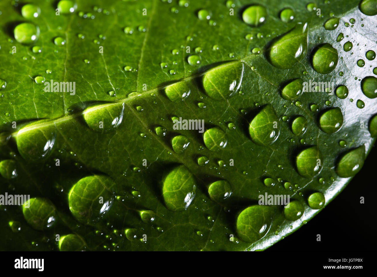 Leaf with water drop Stock Photo - Alamy