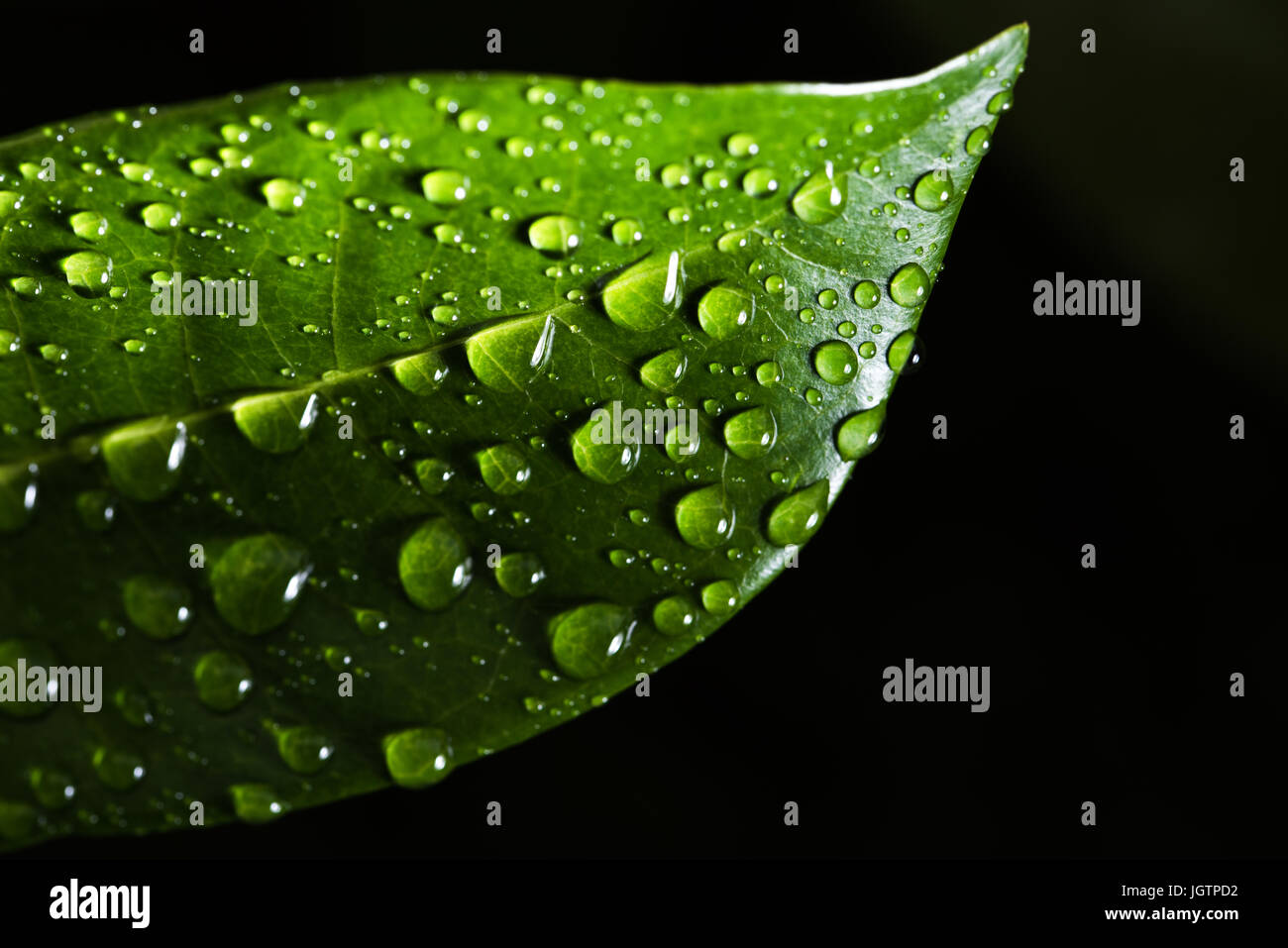 Leaf with water drop Stock Photo - Alamy