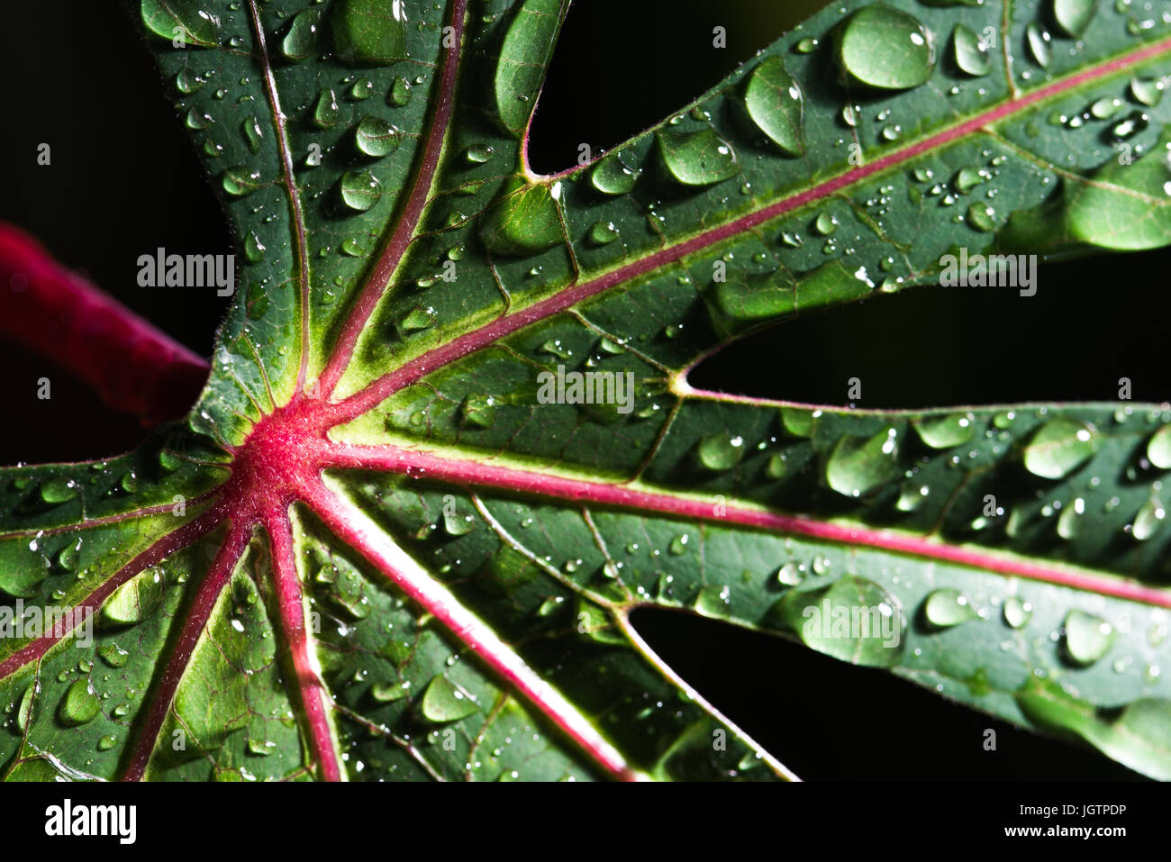 Leaf with water drop Stock Photo - Alamy