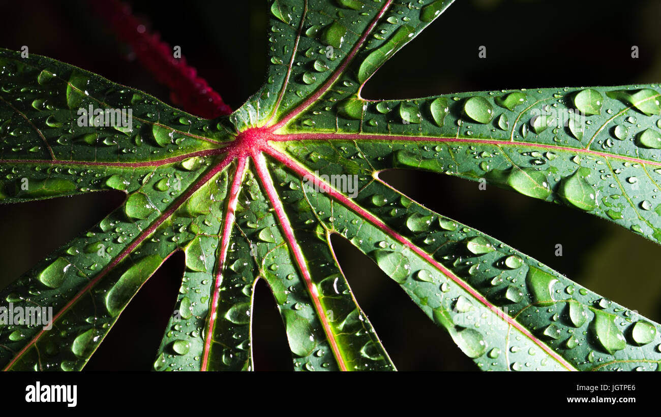 Leaf with water drop Stock Photo - Alamy