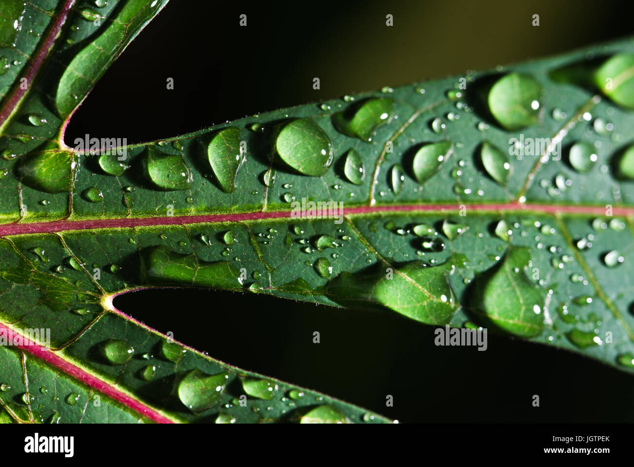 Leaf with water drop Stock Photo - Alamy