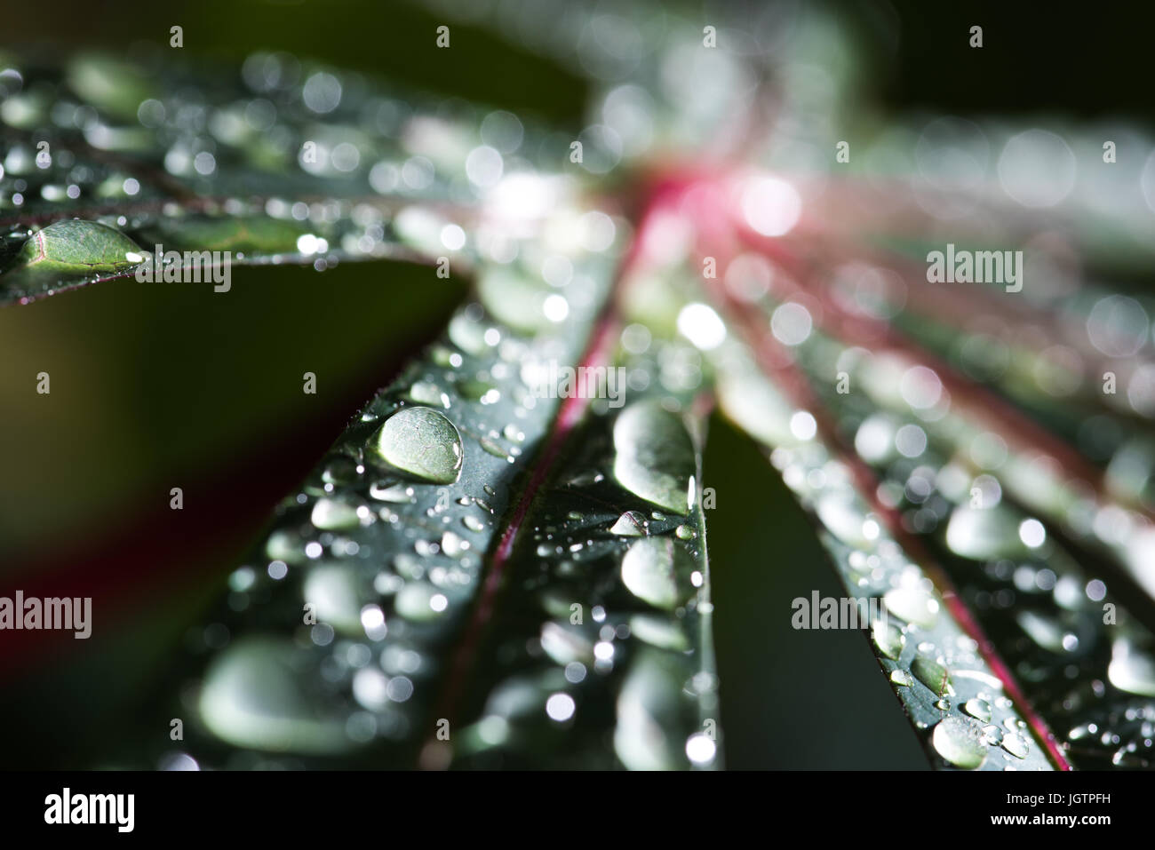 Leaf with water drop Stock Photo - Alamy