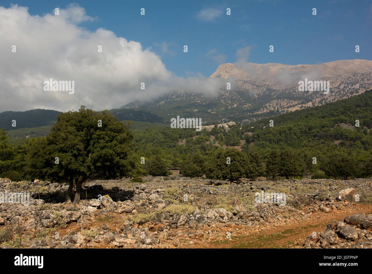 Kreta wald hi-res stock photography and images - Alamy