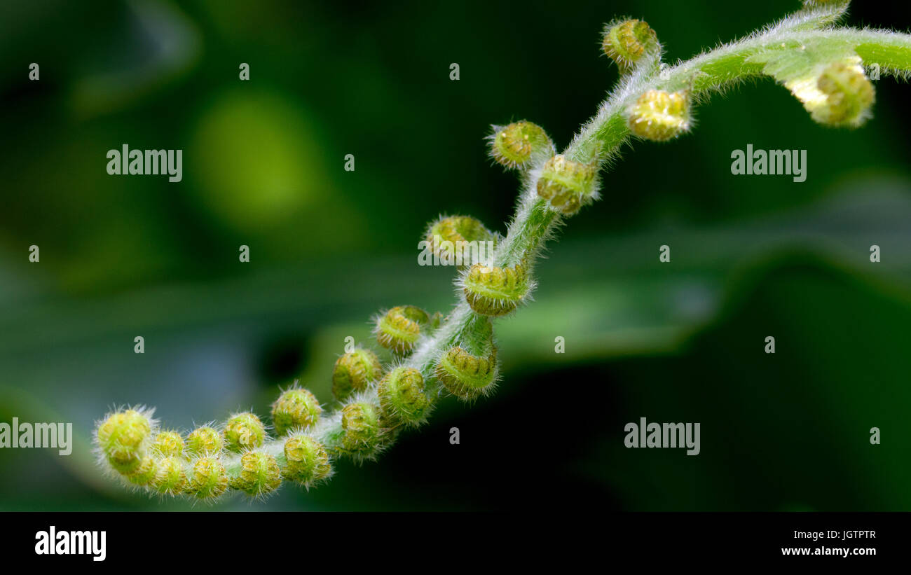Curled leaf hi-res stock photography and images - Alamy