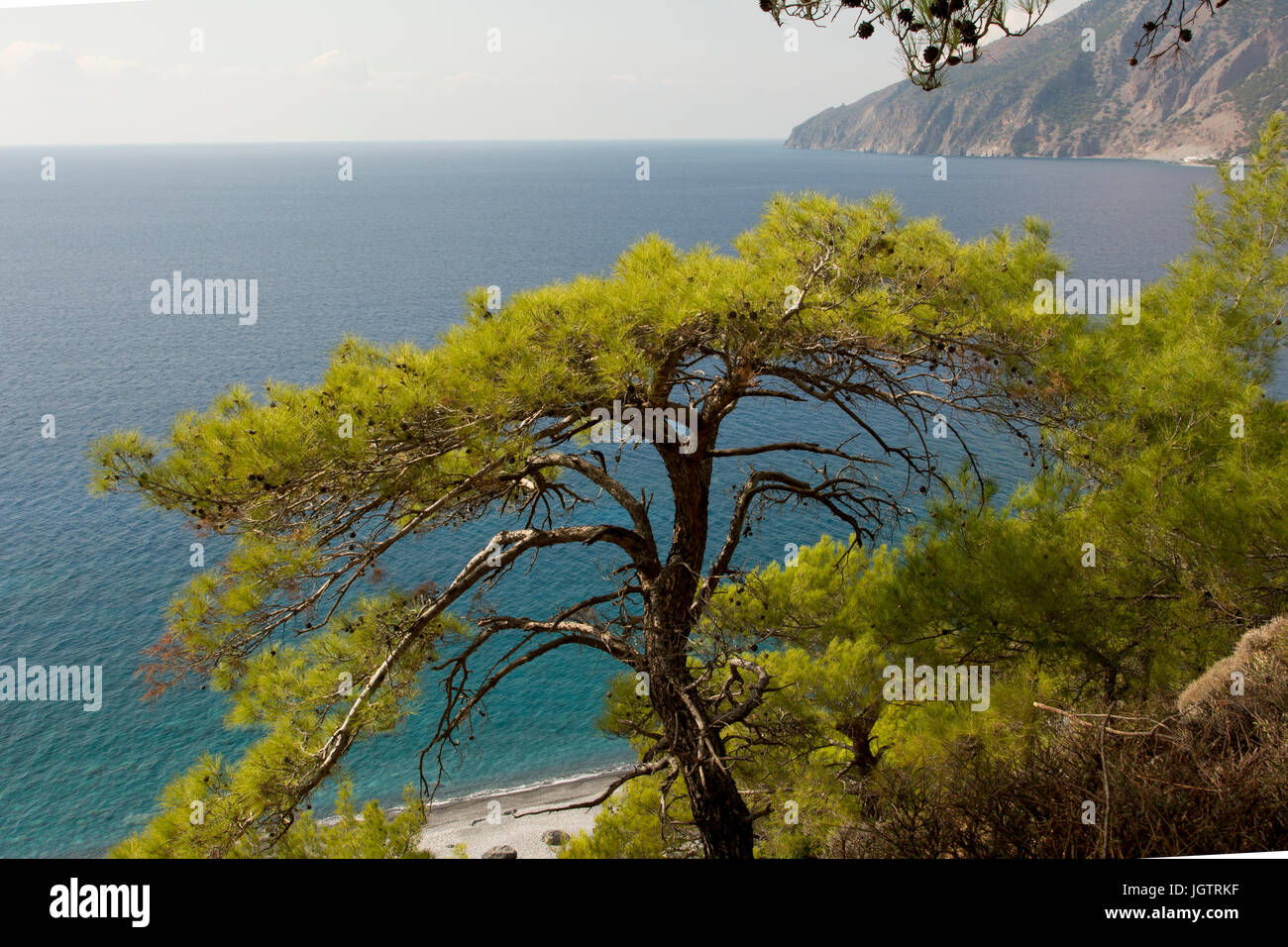 Kalabrische pine hi-res stock photography and images - Alamy