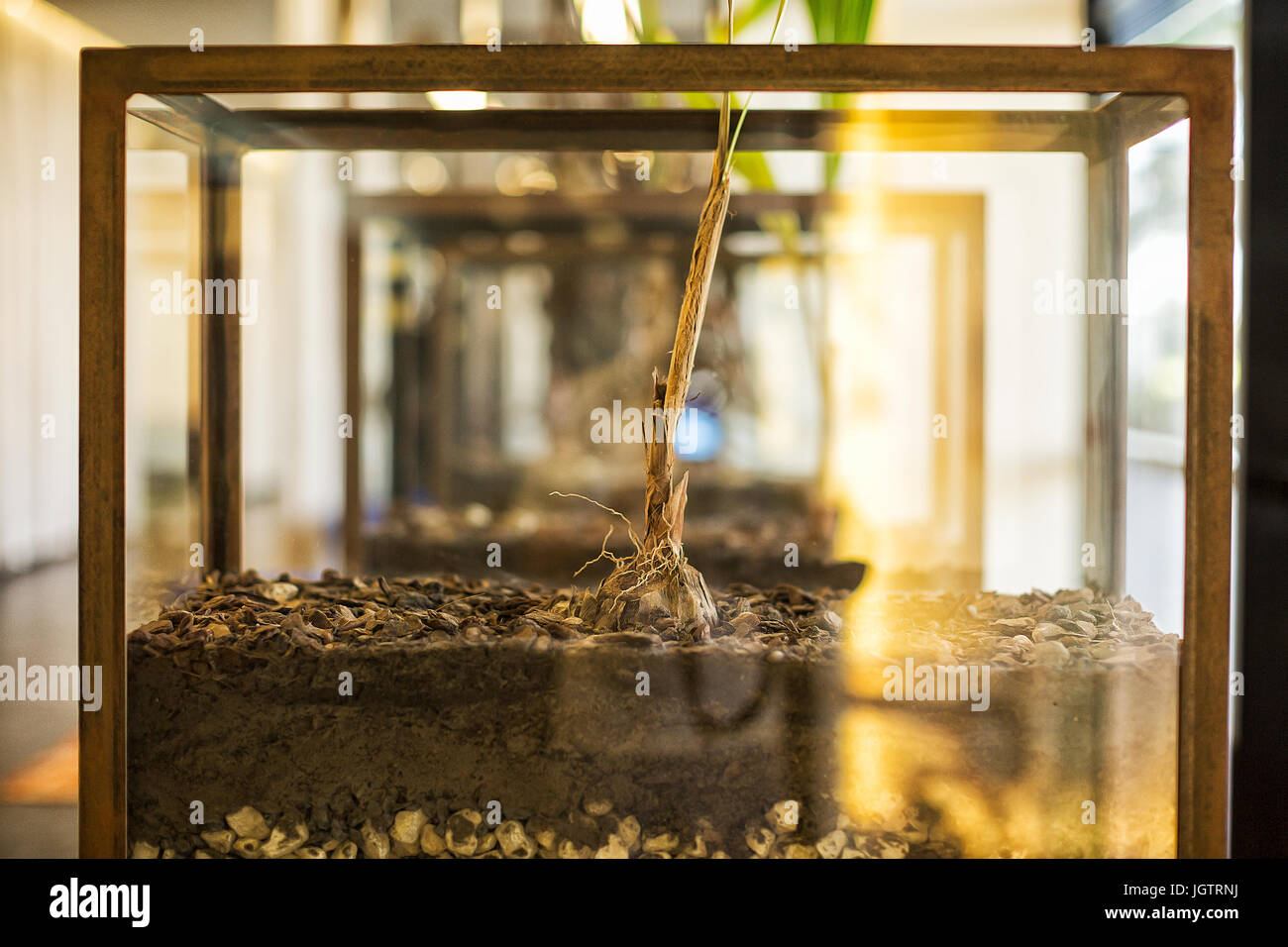 Small tree planted in glass vase Stock Photo - Alamy