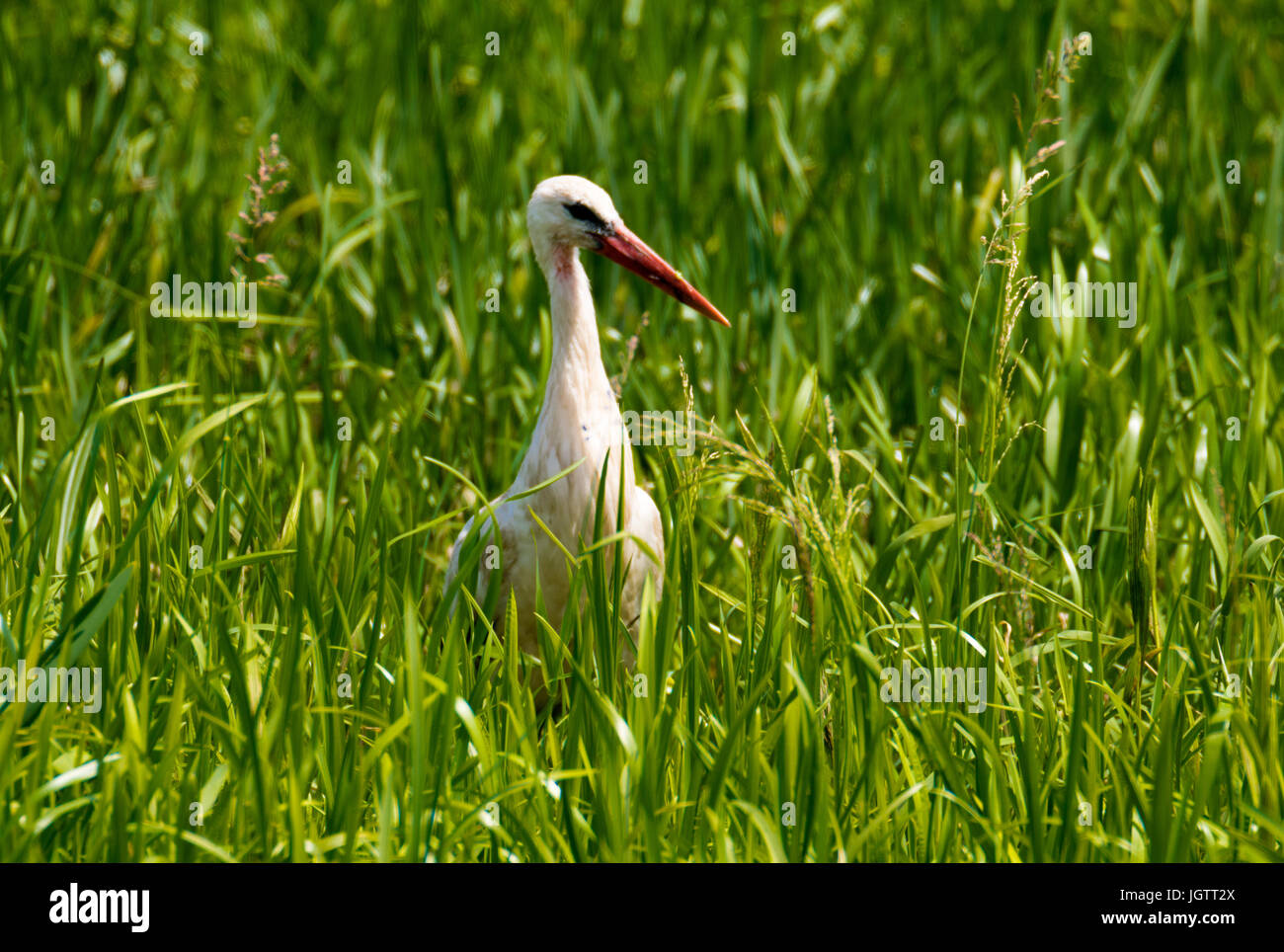 Farming meadow hi-res stock photography and images - Alamy
