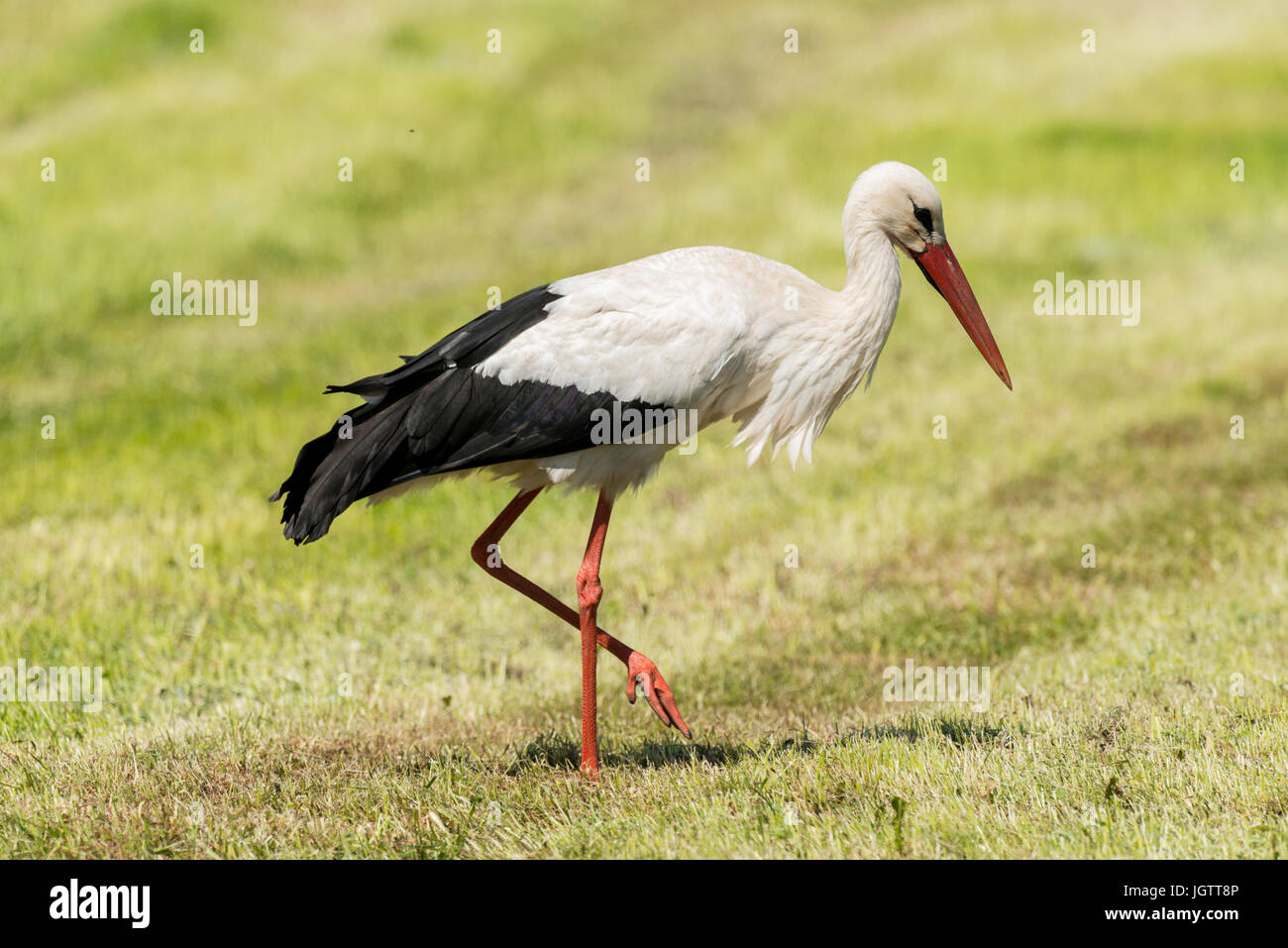 Poland stork hi-res stock photography and images - Alamy