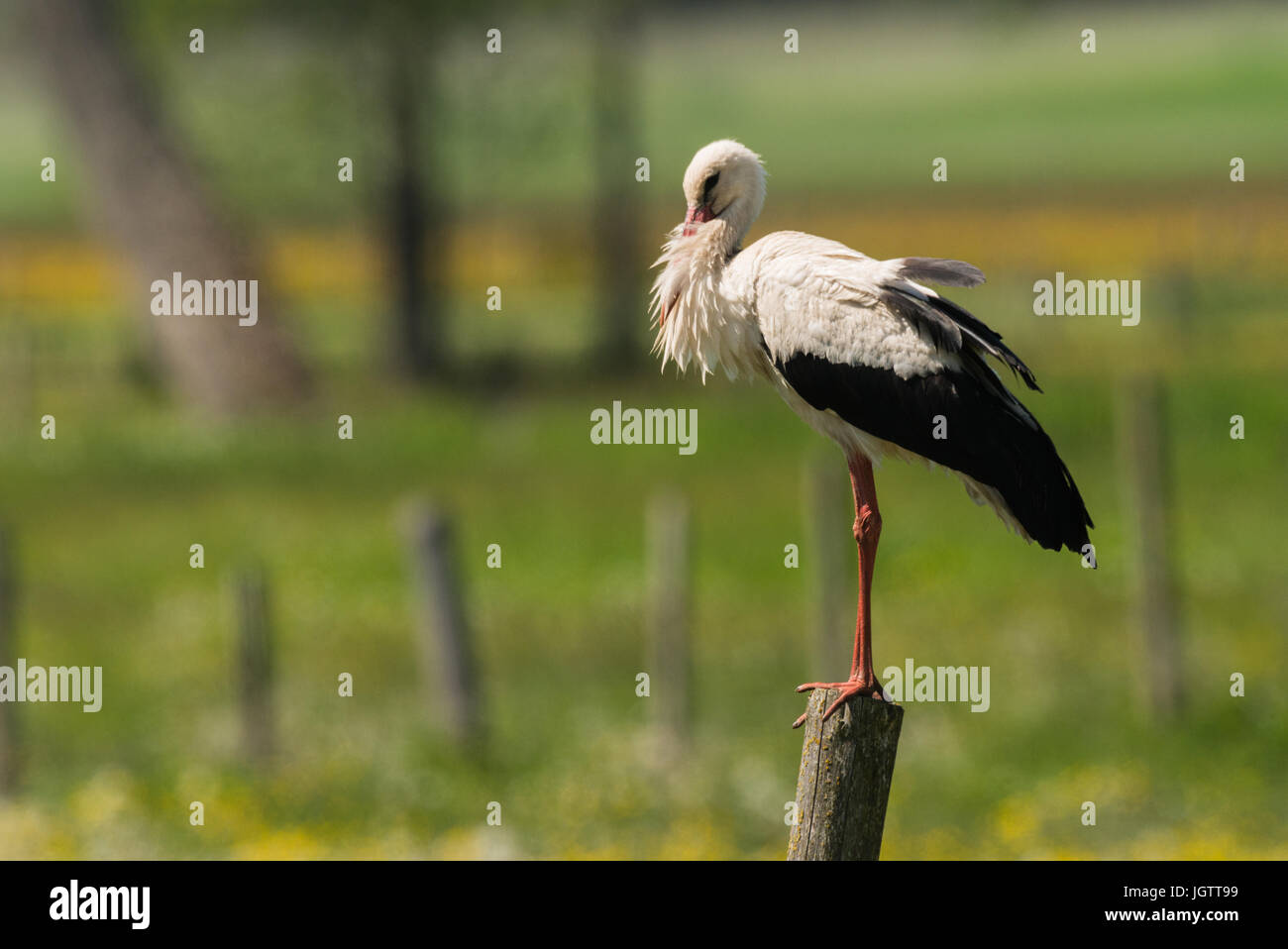 White Stork in the meadow in the morning Stock Photo - Alamy