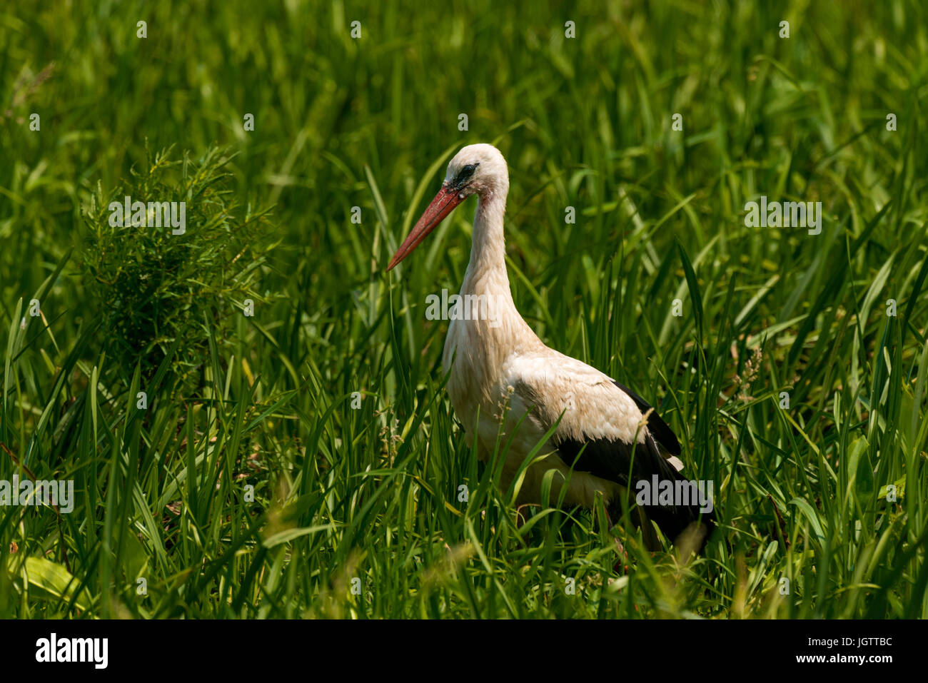 White stork birds hi-res stock photography and images - Alamy