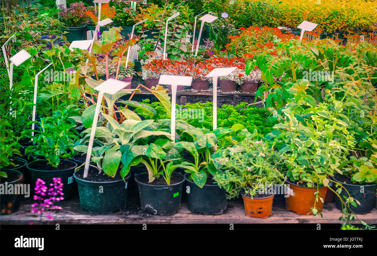 Blend greenery hi-res stock photography and images - Alamy