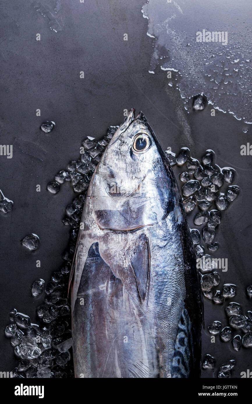 Raw fresh whole tuna fish on crushed ice over dark wet metal background ...