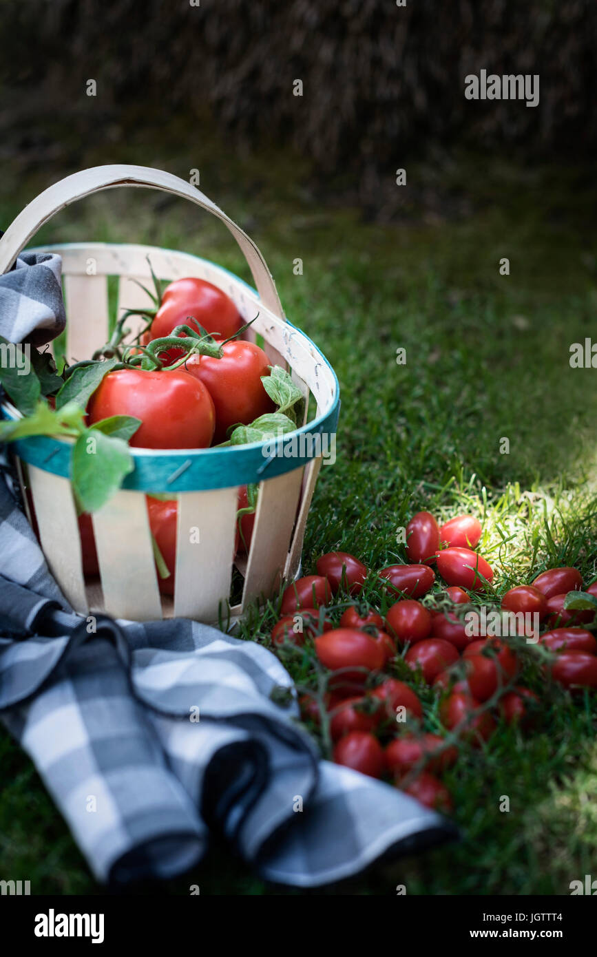 Tomatoes, hand picked in a basket Stock Photo - Alamy
