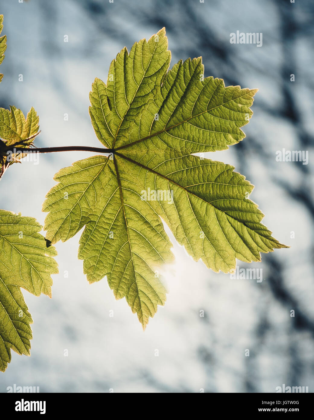 Backlit leaf detail Stock Photo - Alamy