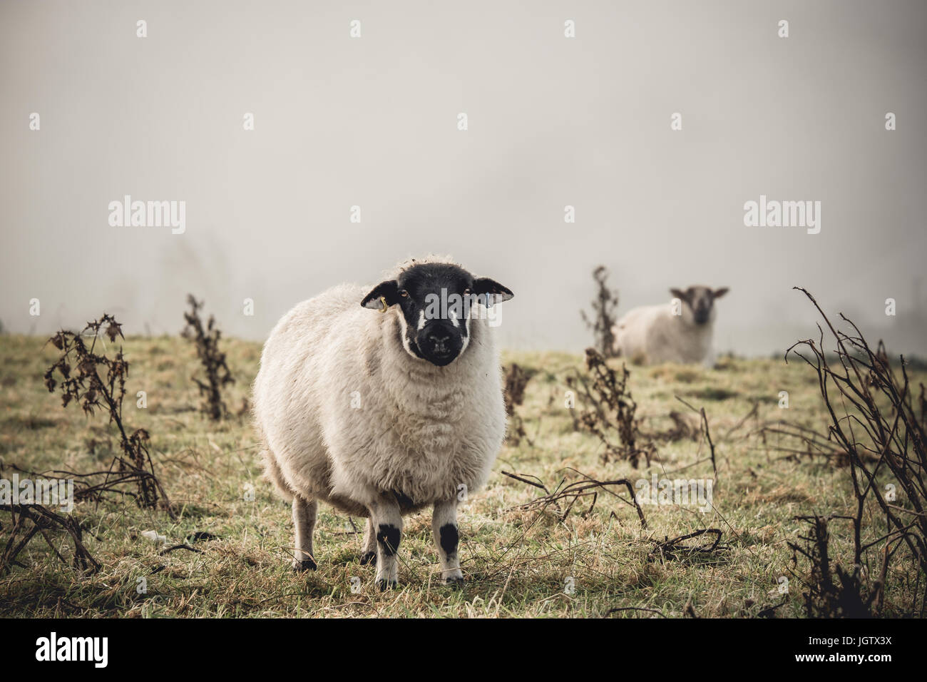 Sheep in the Mist Stock Photo - Alamy