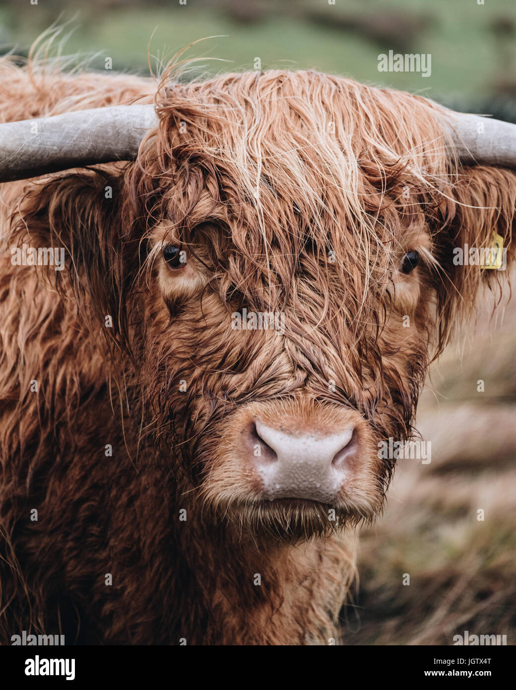 Highland cow wet headshot Stock Photo - Alamy