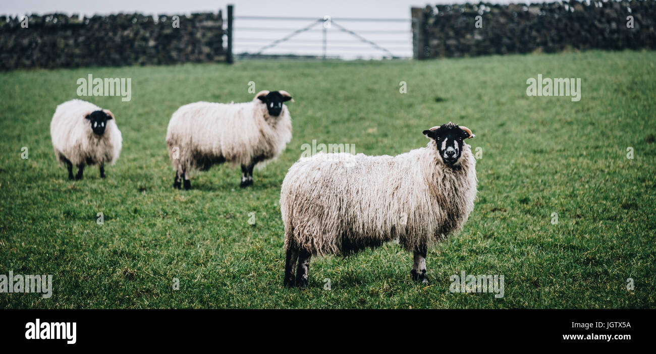 Ewe line up Stock Photo - Alamy