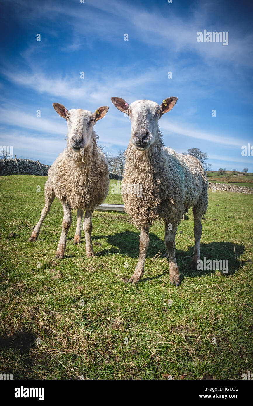The 2 sheep Stock Photo - Alamy