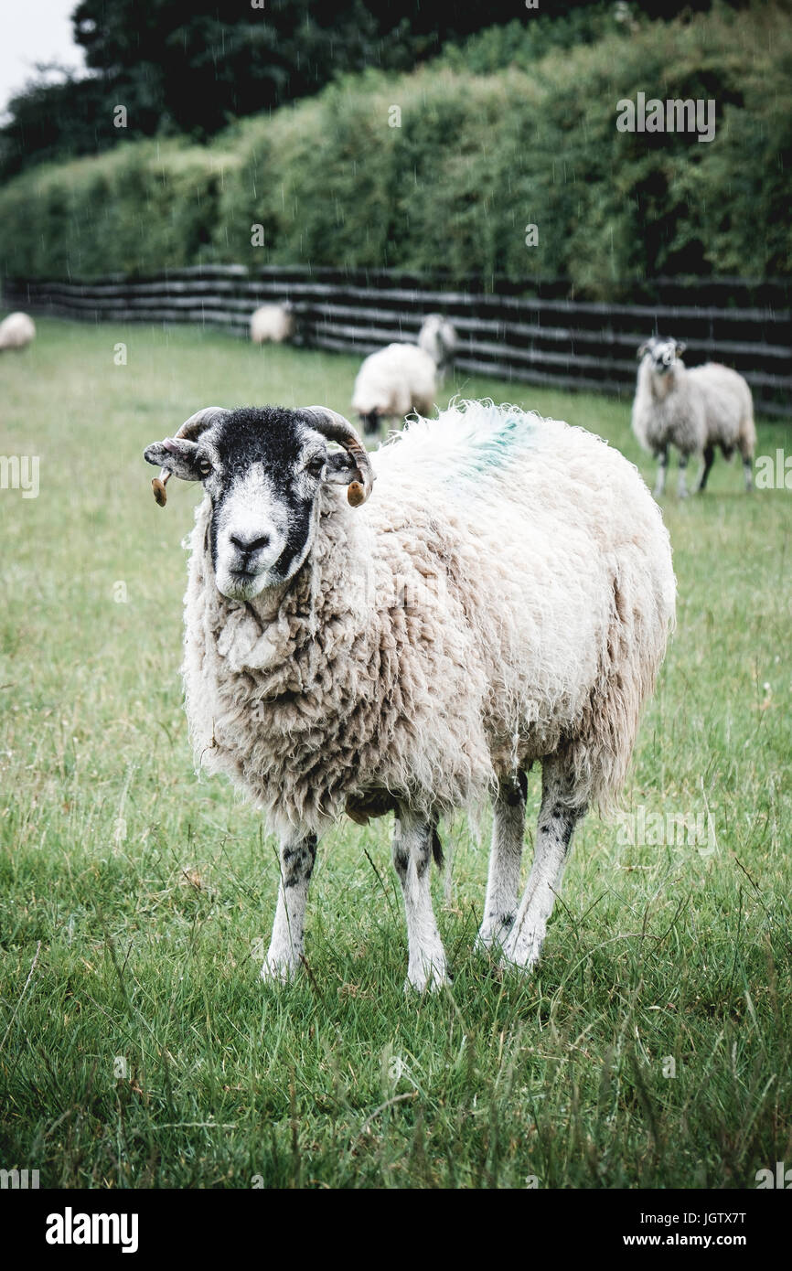 Sheep in the rain hi-res stock photography and images - Alamy
