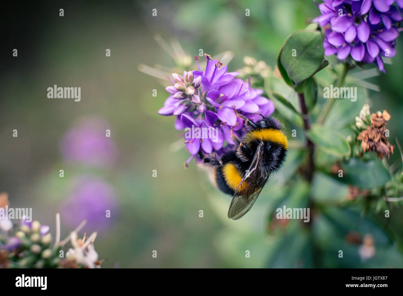 Close-Up Of Bumblebee Pollinating On Purple Flowers Stock Photo - Alamy