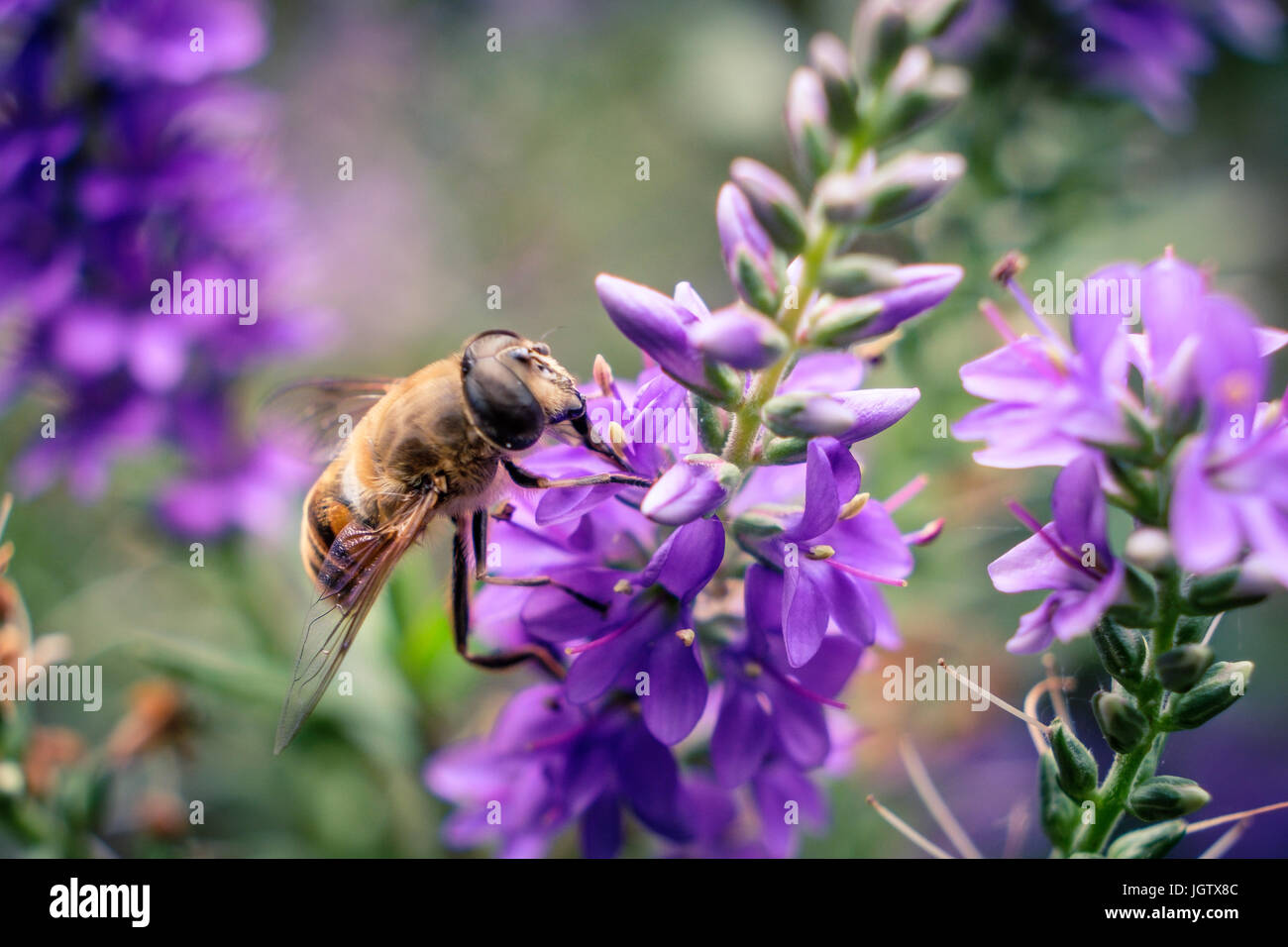 Bee Hard at Work Stock Photo - Alamy