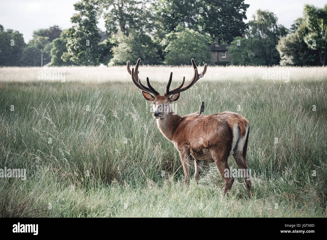 Stag and bird hi-res stock photography and images - Alamy