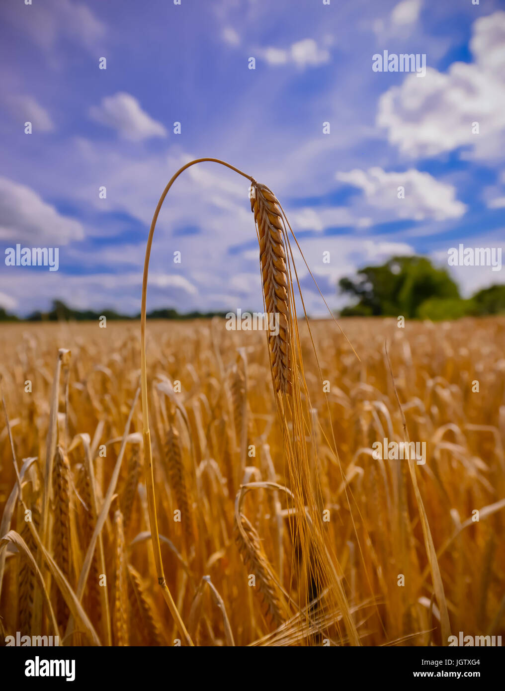 Barley field in summer Stock Photo - Alamy