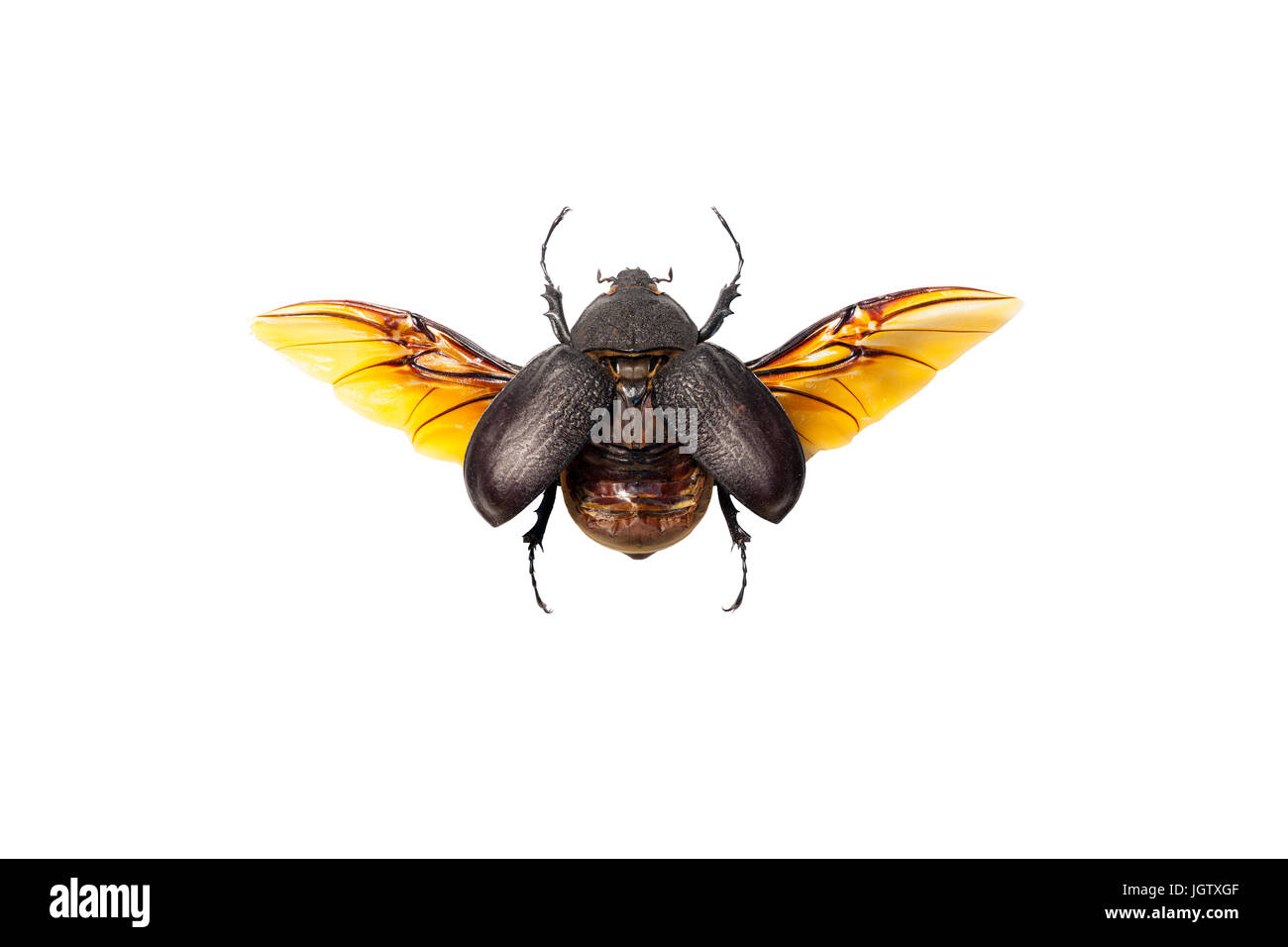 Largest insects in the world hi-res stock photography and images - Alamy