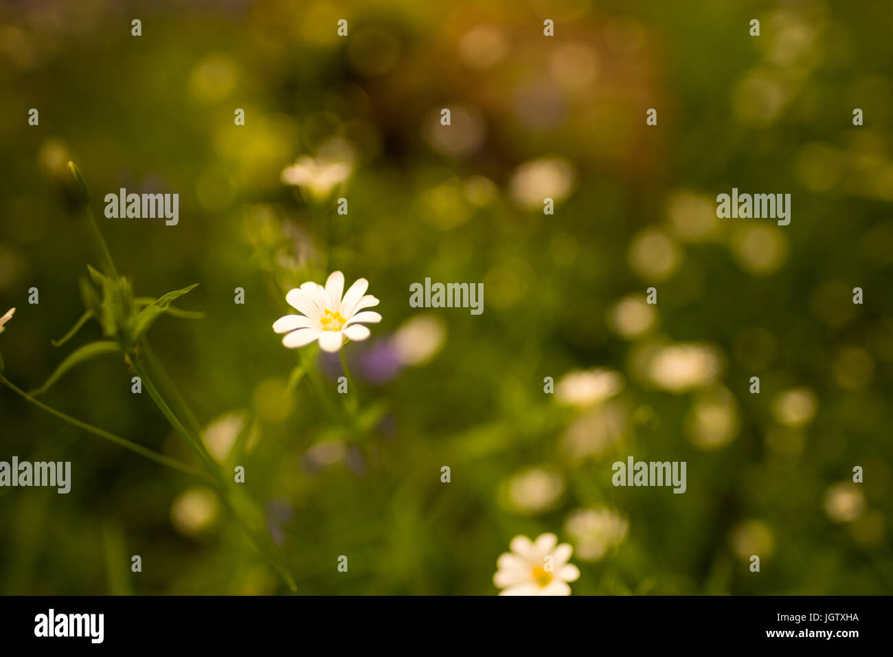 Headstart hi-res stock photography and images - Alamy