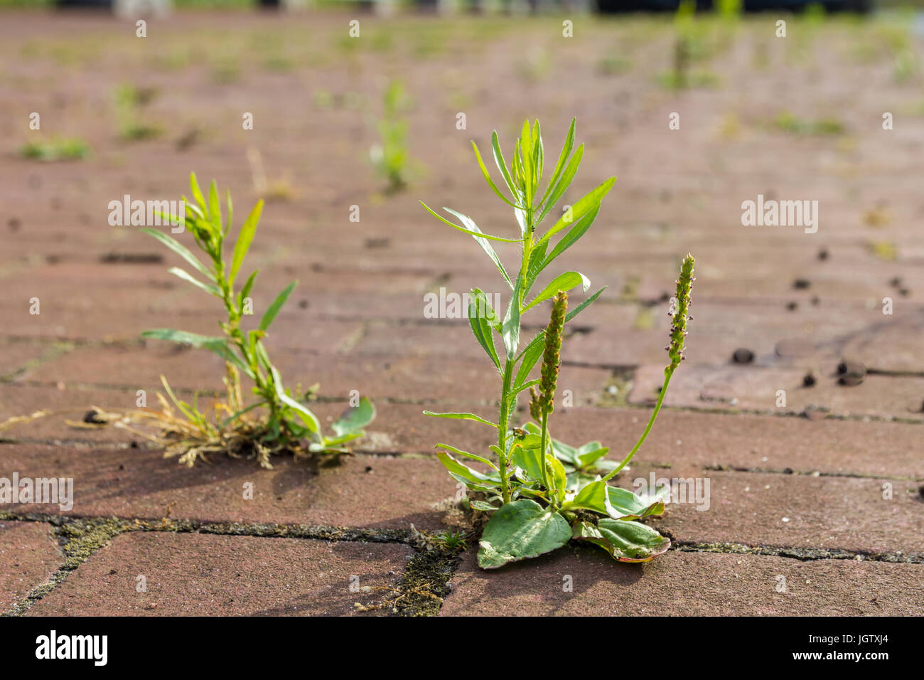 Weeds spreading hi-res stock photography and images - Alamy