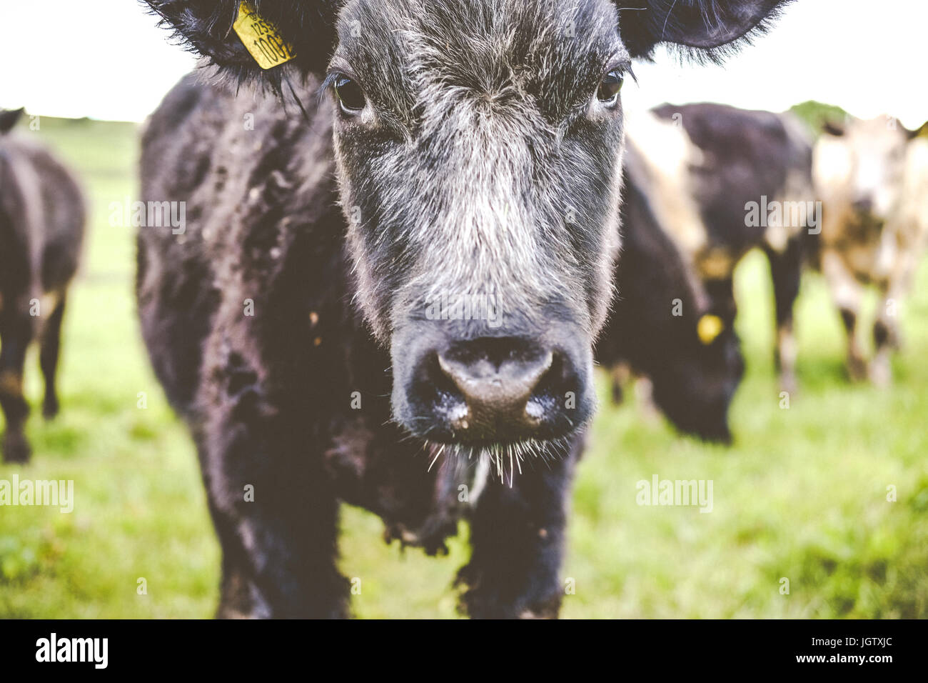 Calf strength hi-res stock photography and images - Alamy