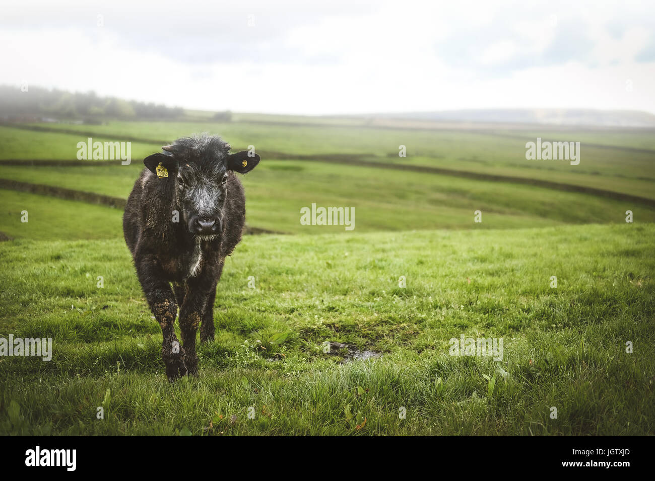 Yorkshire cows animals grazing cow hi-res stock photography and images ...