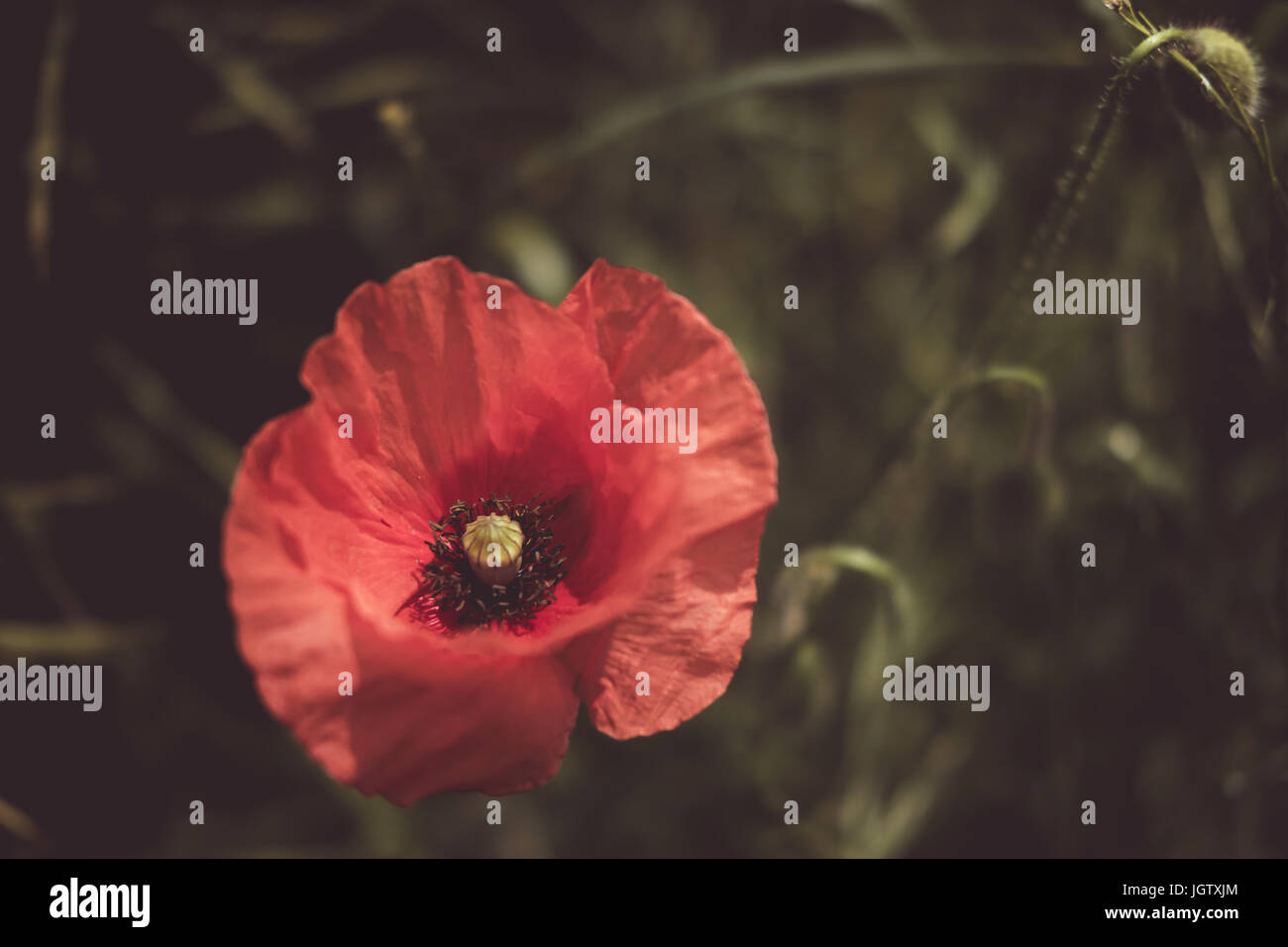 Poppy in field Stock Photo - Alamy