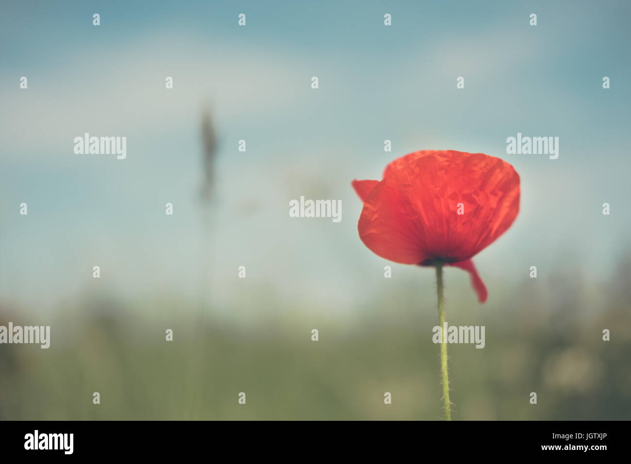 Poppy in sunshine hi-res stock photography and images - Alamy