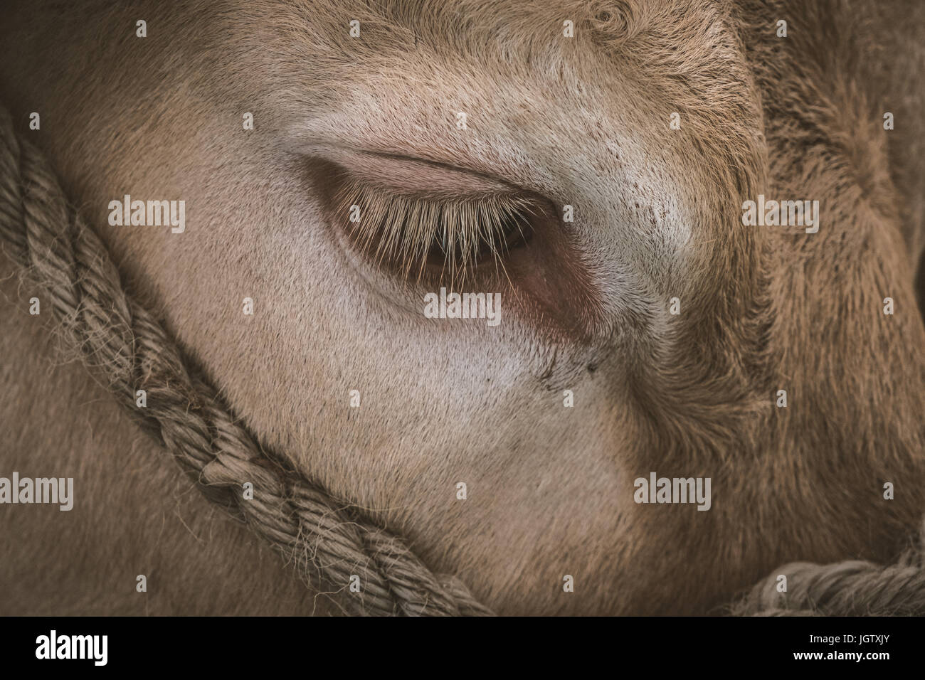 Closeup of cows eye hi-res stock photography and images - Alamy