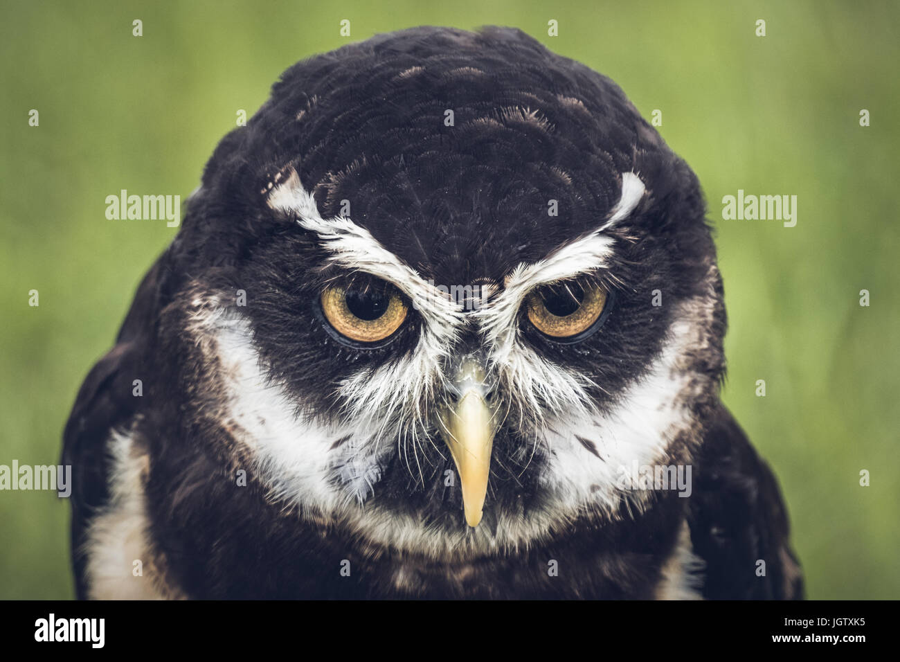 Wisdom owl head hi-res stock photography and images - Alamy